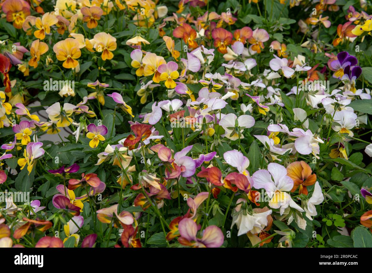 Vibrant Nasturtium flowers (Tropaeolum majus) delicious edible flowers ...