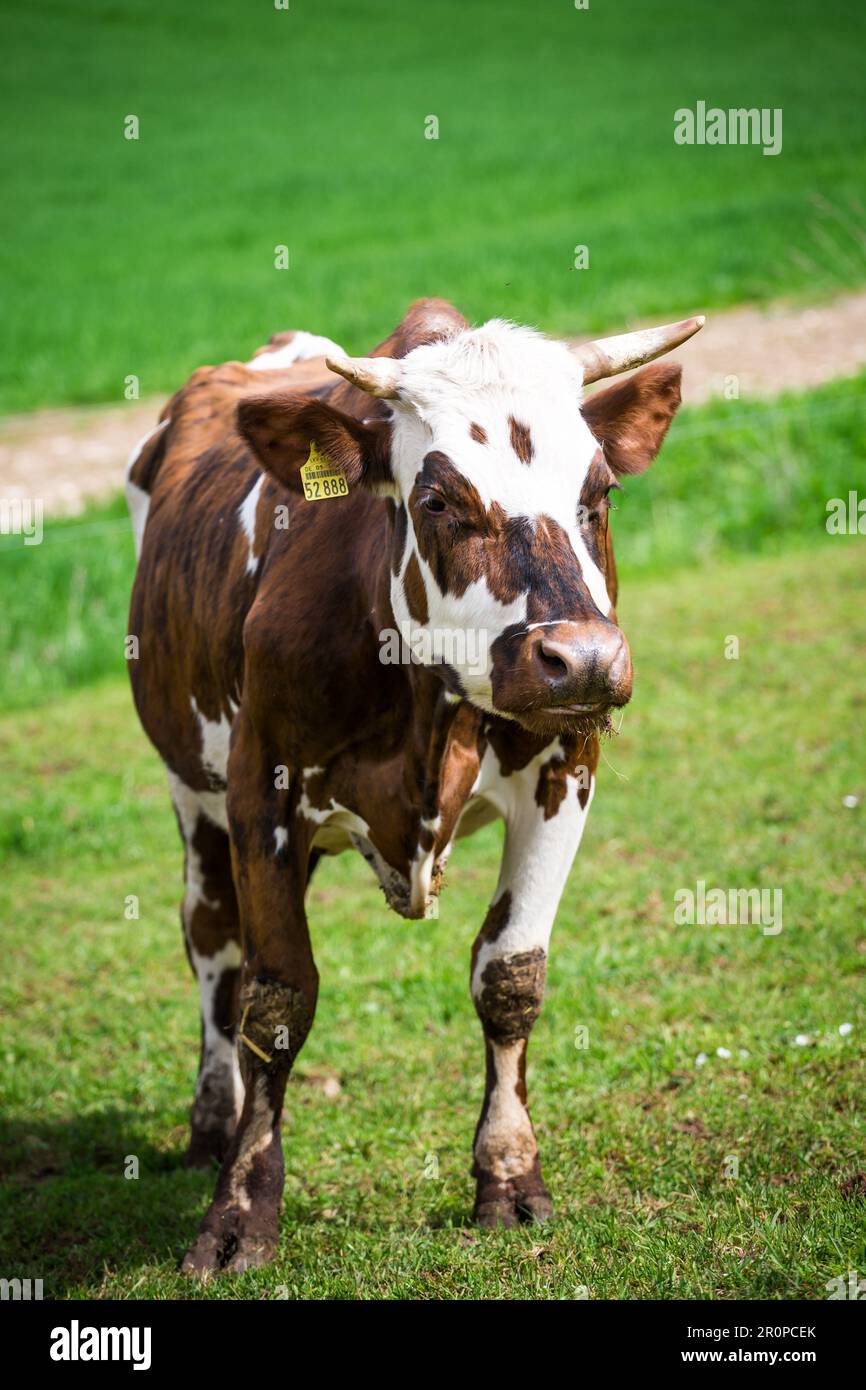 Cow of the breed Ansbach-Triesdorf cattle (Ansbach-Triesdorfer Tiger ...