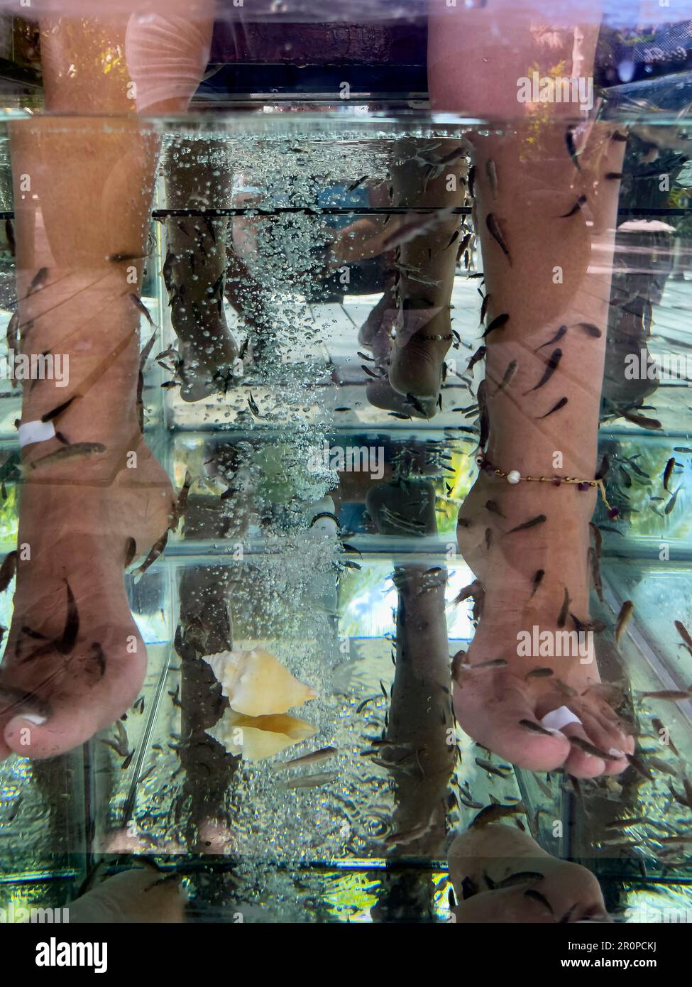 Young woman's feet immersed in a water tank where fish called "Garra ...