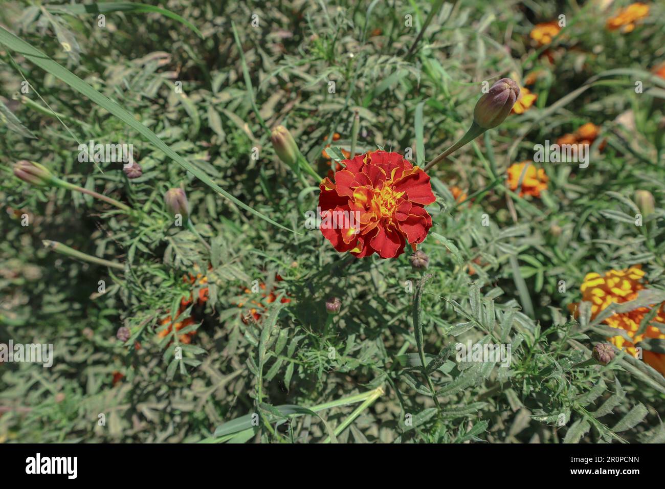 Beautiful French marigold flower plant, Tagetes erecta bush in green ...