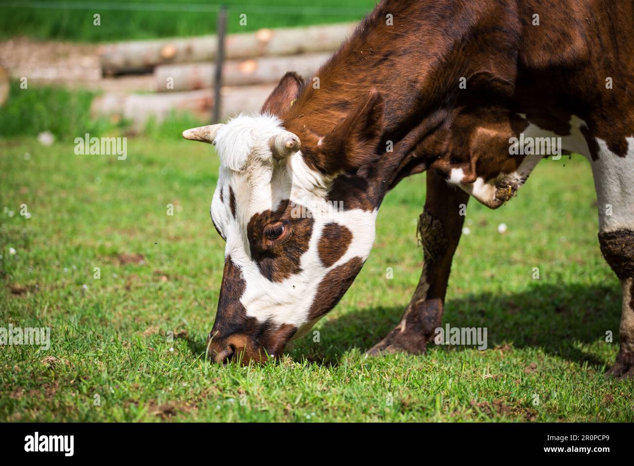 Cow of the breed Ansbach-Triesdorf cattle (Ansbach-Triesdorfer Tiger ...