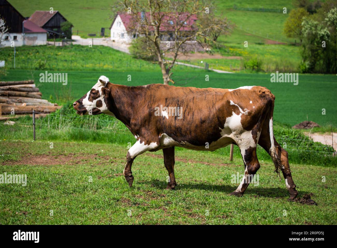 Cow of the breed Ansbach-Triesdorf cattle (Ansbach-Triesdorfer Tiger ...