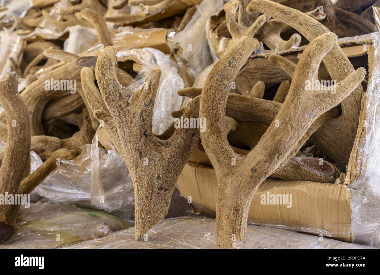 Press conference of Marine Police and Customs joint Anti-smuggling ...