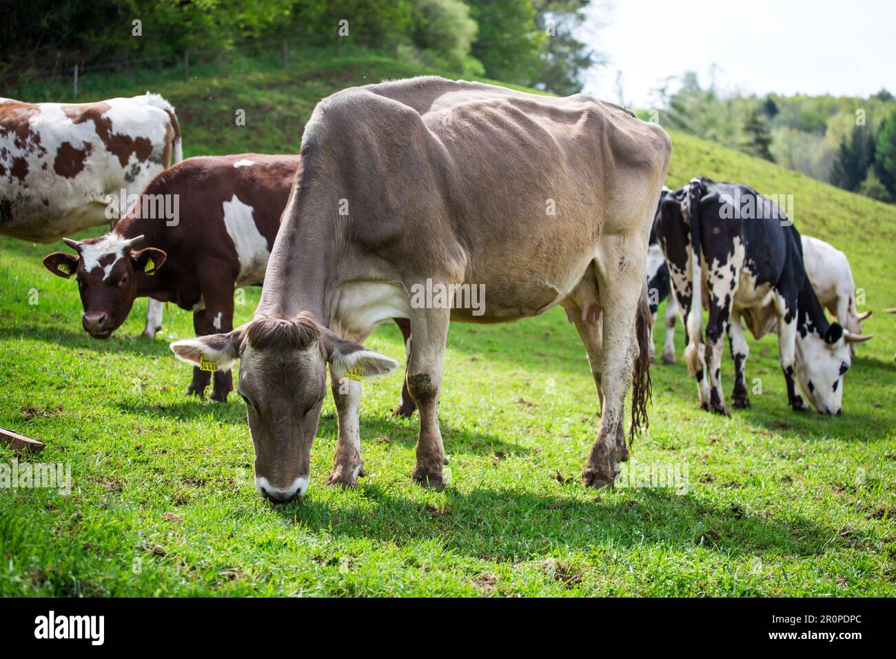 Cow of the cattle breed German Braunvieh (Deutsches Braunvieh Stock ...