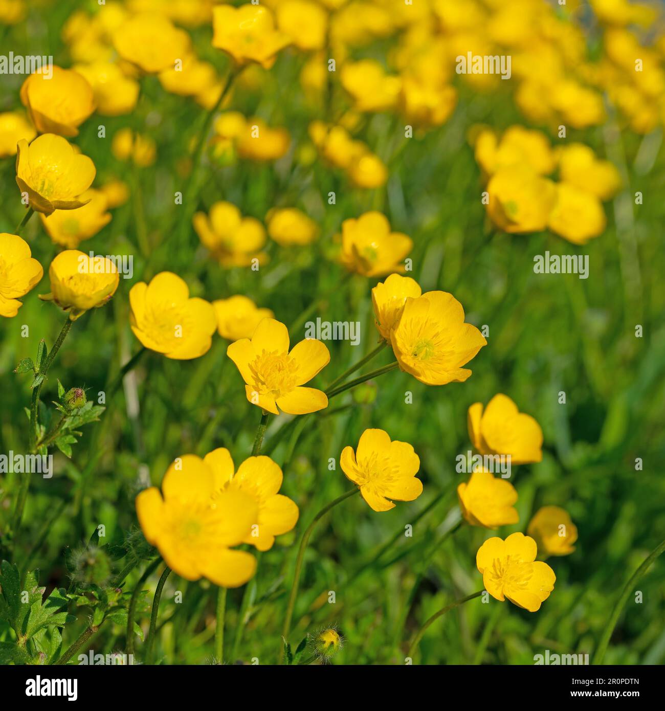 Buttercups, Ranunculus acris, in spring Stock Photo - Alamy