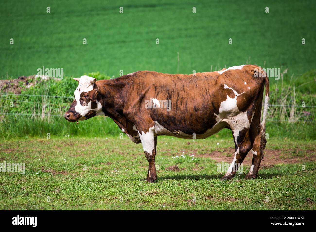 Cow of the breed Ansbach-Triesdorf cattle (Ansbach-Triesdorfer Tiger ...