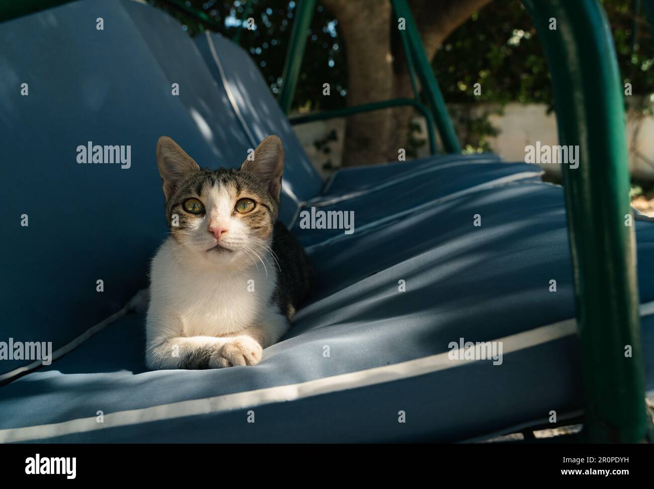A black and white cat lies comfortably in a garden swing, its tail ...