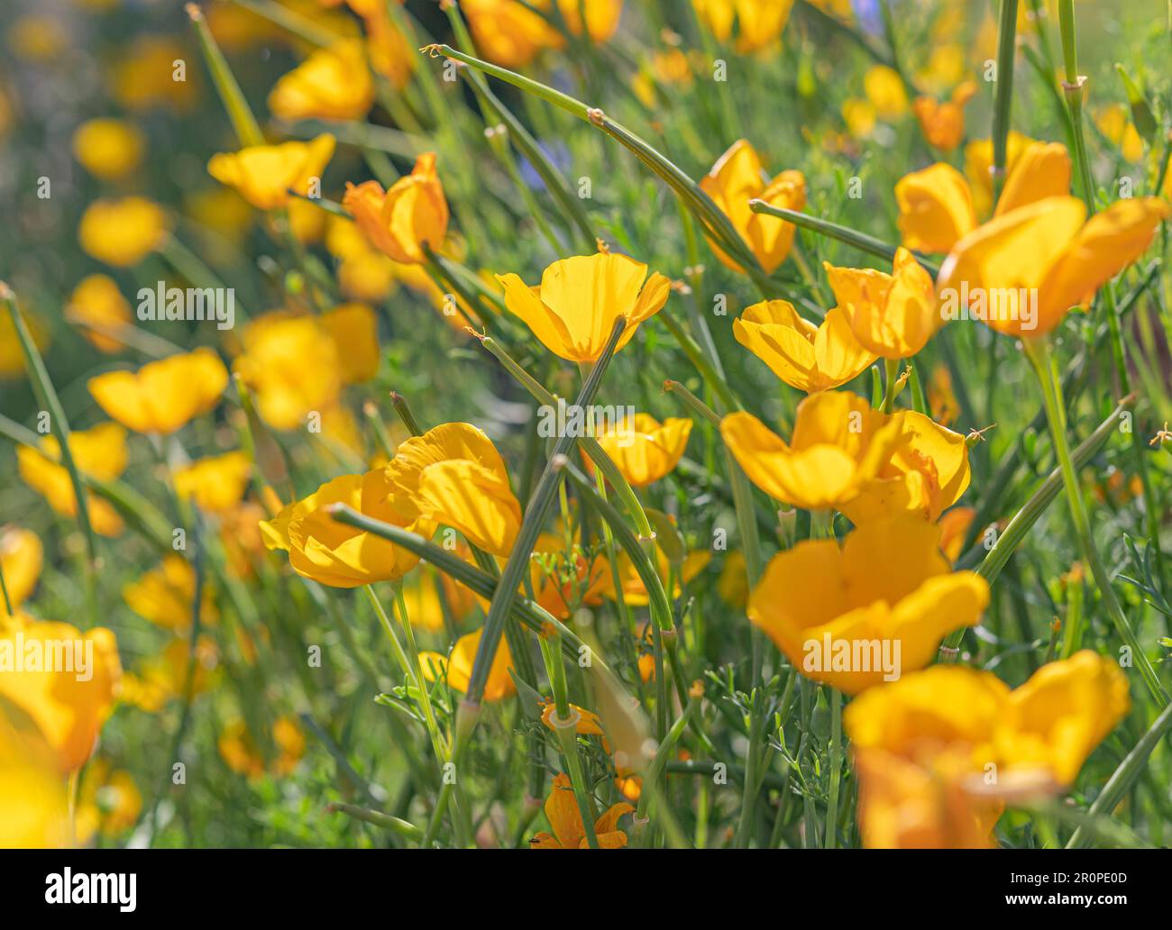 Mountains mountain santa rita arizona hi-res stock photography and ...