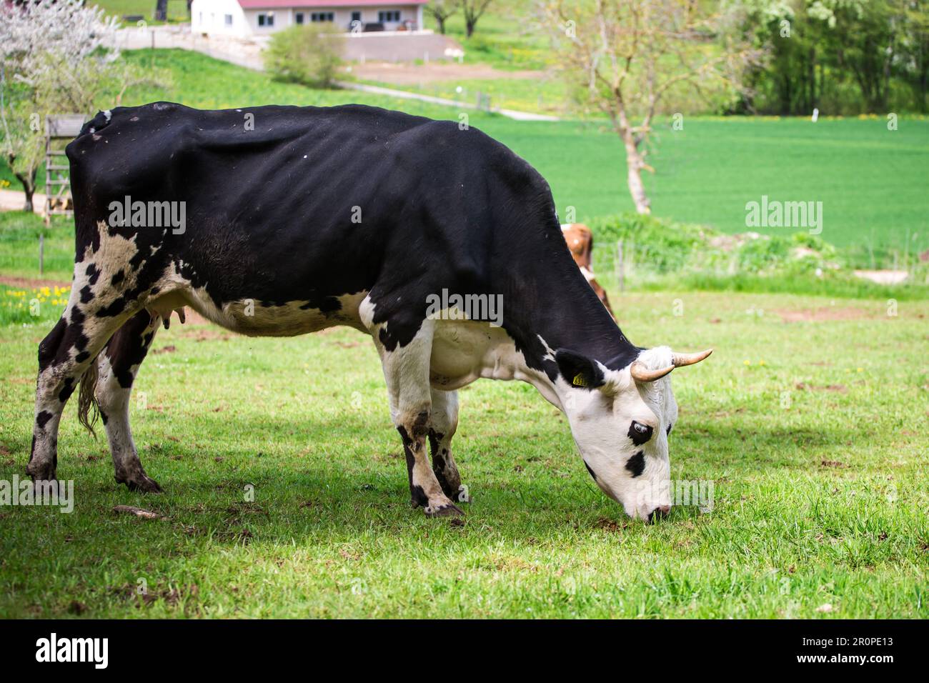 Cow of the breed Ansbach-Triesdorf cattle (Ansbach-Triesdorfer Tiger ...