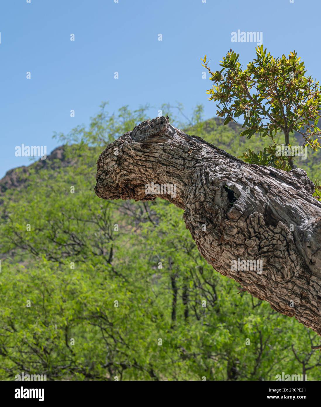 Unique Bobcat Tree in Mountains Stock Photo - Alamy