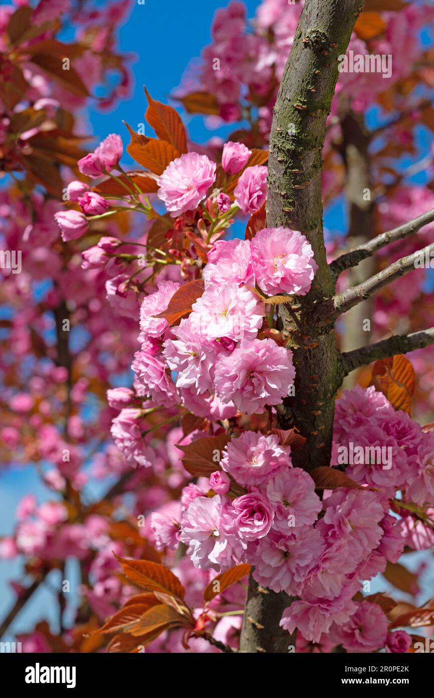 Japanese clove cherry, Prunus serrulata, flowering in spring Stock ...
