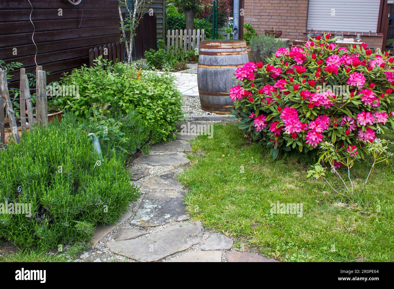 Rustic garden - blooming pink rhododendron flowers Stock Photo - Alamy