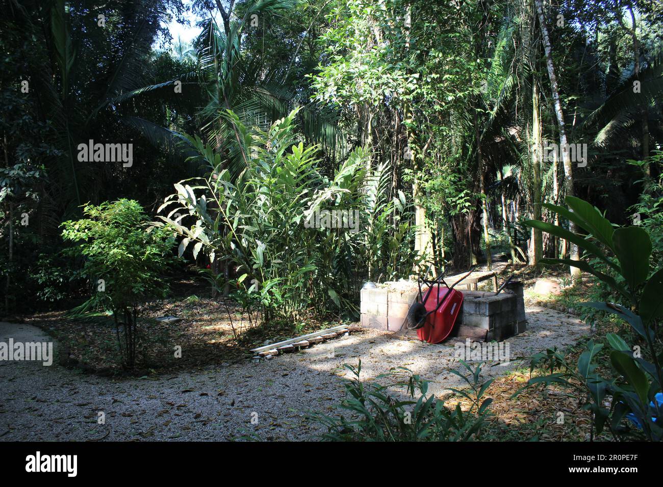 PUNTA GORDA, BELIZE - MARCH 1, 2016 red wheelbarrow in tropical jungle ...