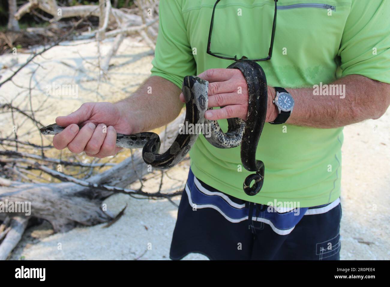 Snake bite hand hi-res stock photography and images - Alamy