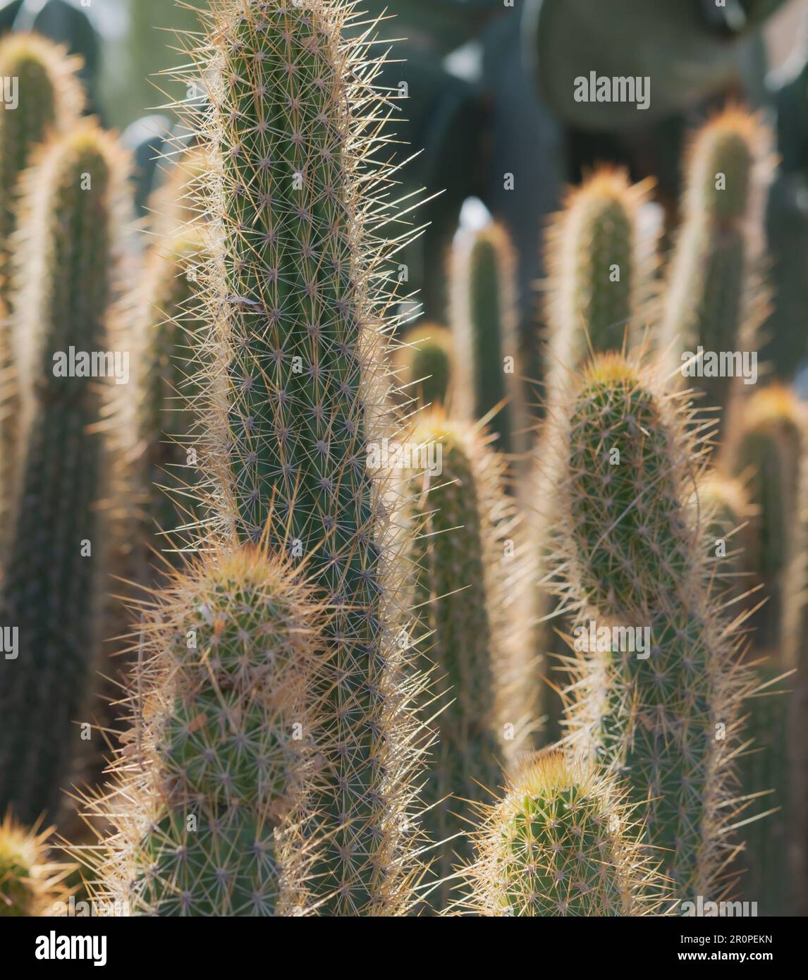 Closeup Gold Poppy in Arizona desert garden Stock Photo - Alamy