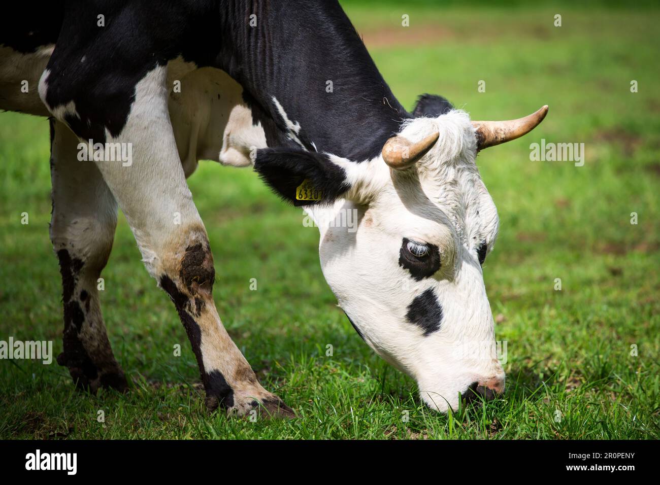 Cow of the breed Ansbach-Triesdorf cattle (Ansbach-Triesdorfer Tiger ...