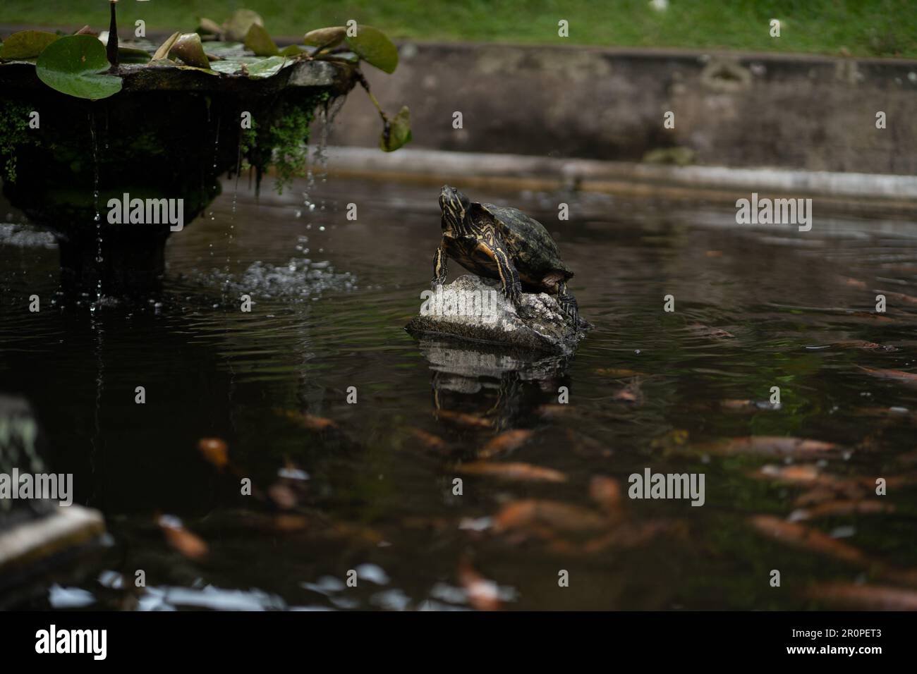 Freshwater aquatic hi-res stock photography and images - Alamy