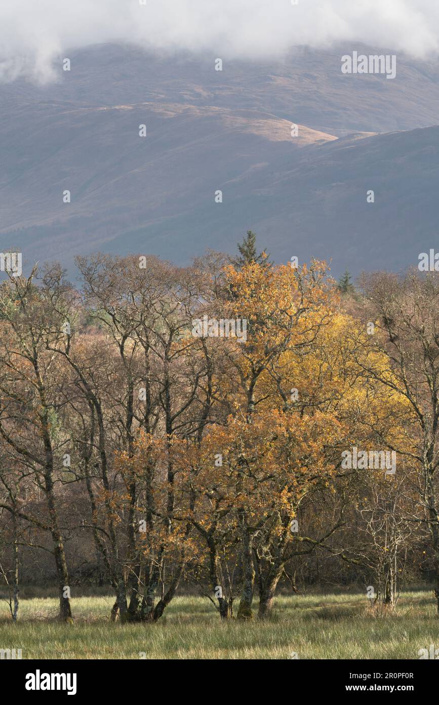 Woodland and mountains at Strath Appin in North Argyll, Scotland, UK ...