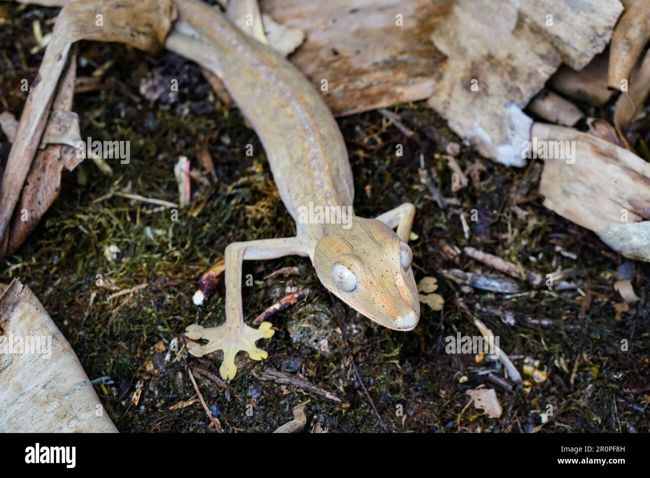 Lined flat-tail gecko - Uroplatus lineatus - walking on black ground ...