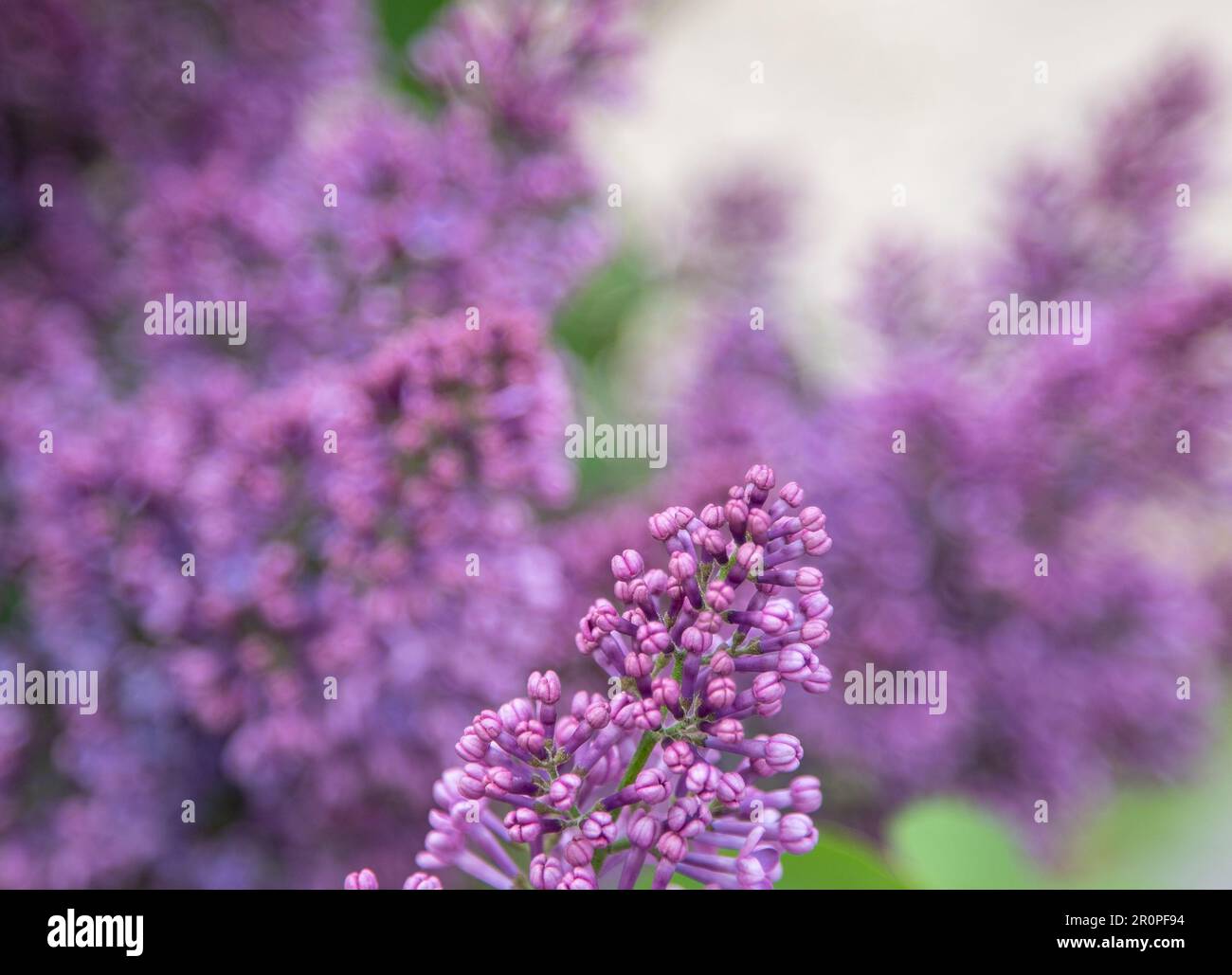 Lilac flowers branch. Floral background, natural spring. Blossoming ...