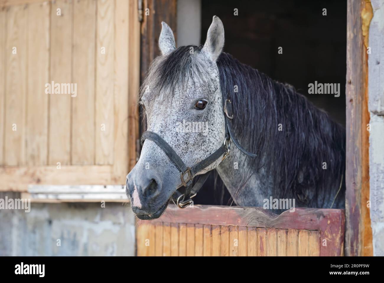 Grey spotted Arabian horse in his wooden stable box - detail on head ...