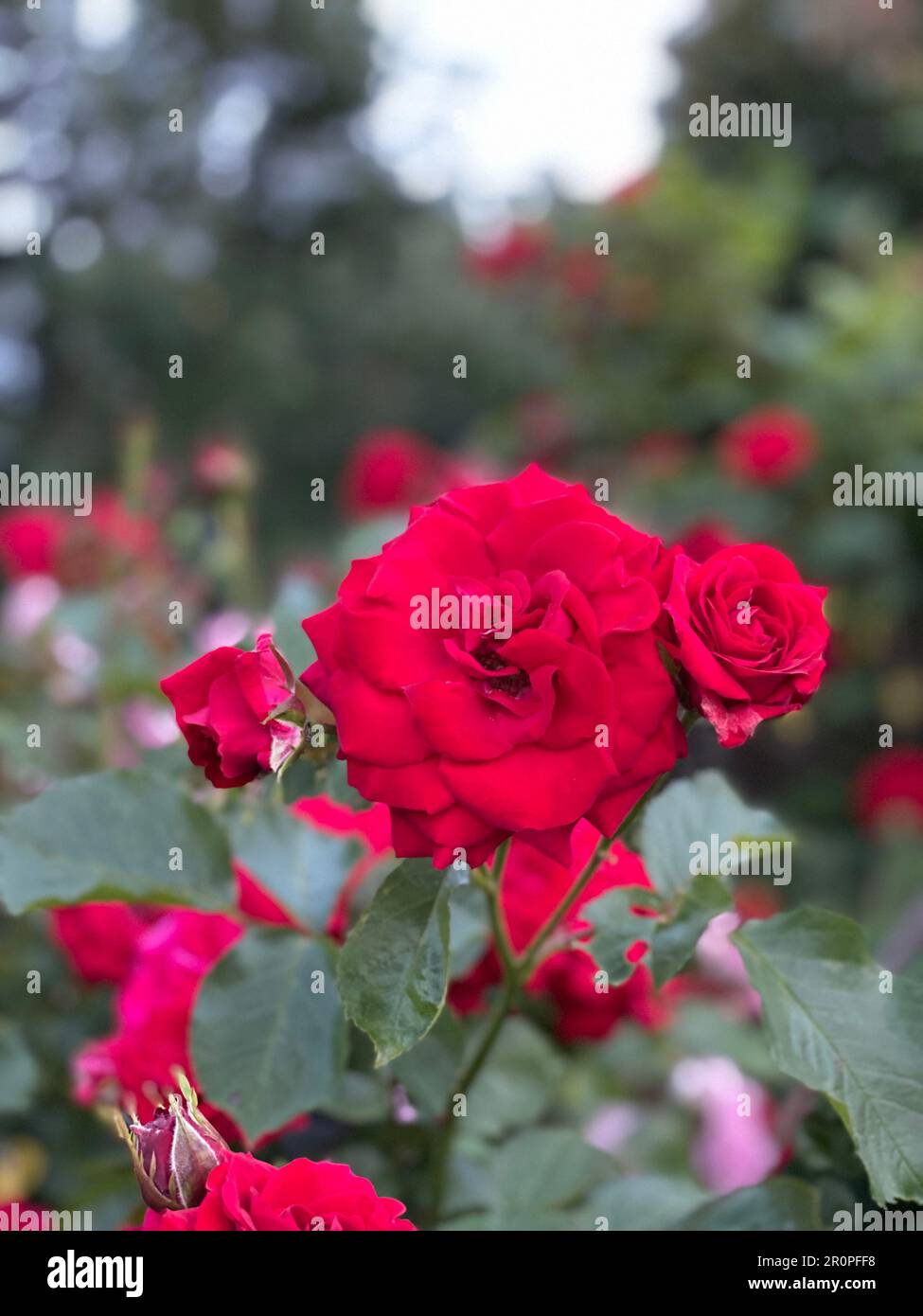 An arrangement of vibrant red roses nestled atop lush foliage, creating a beautiful and ...