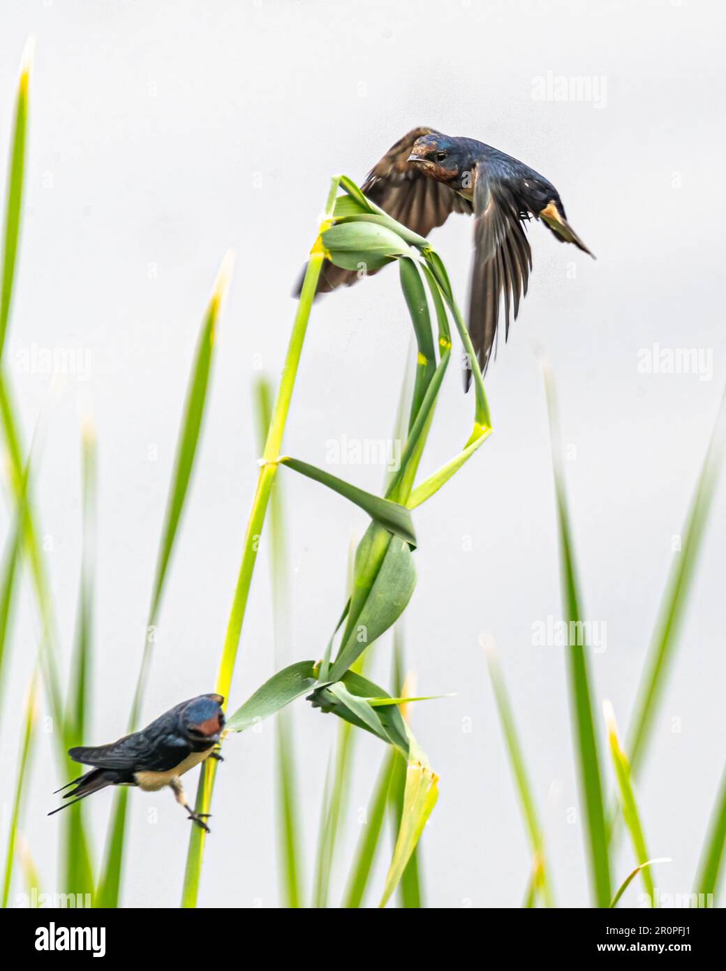 Swallow landing hi-res stock photography and images - Alamy
