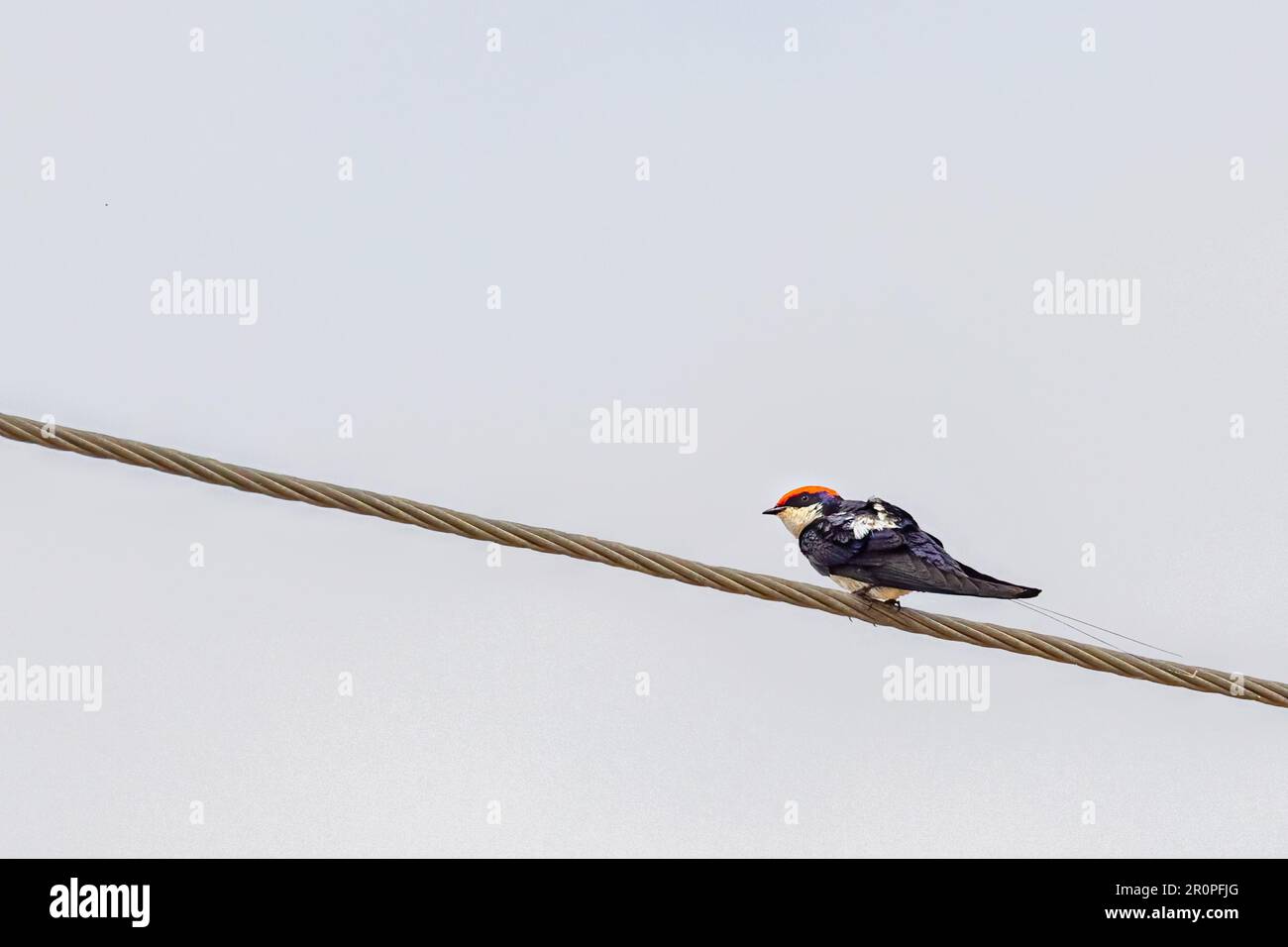 A Wire tail Swallow sitting on a wire Stock Photo - Alamy