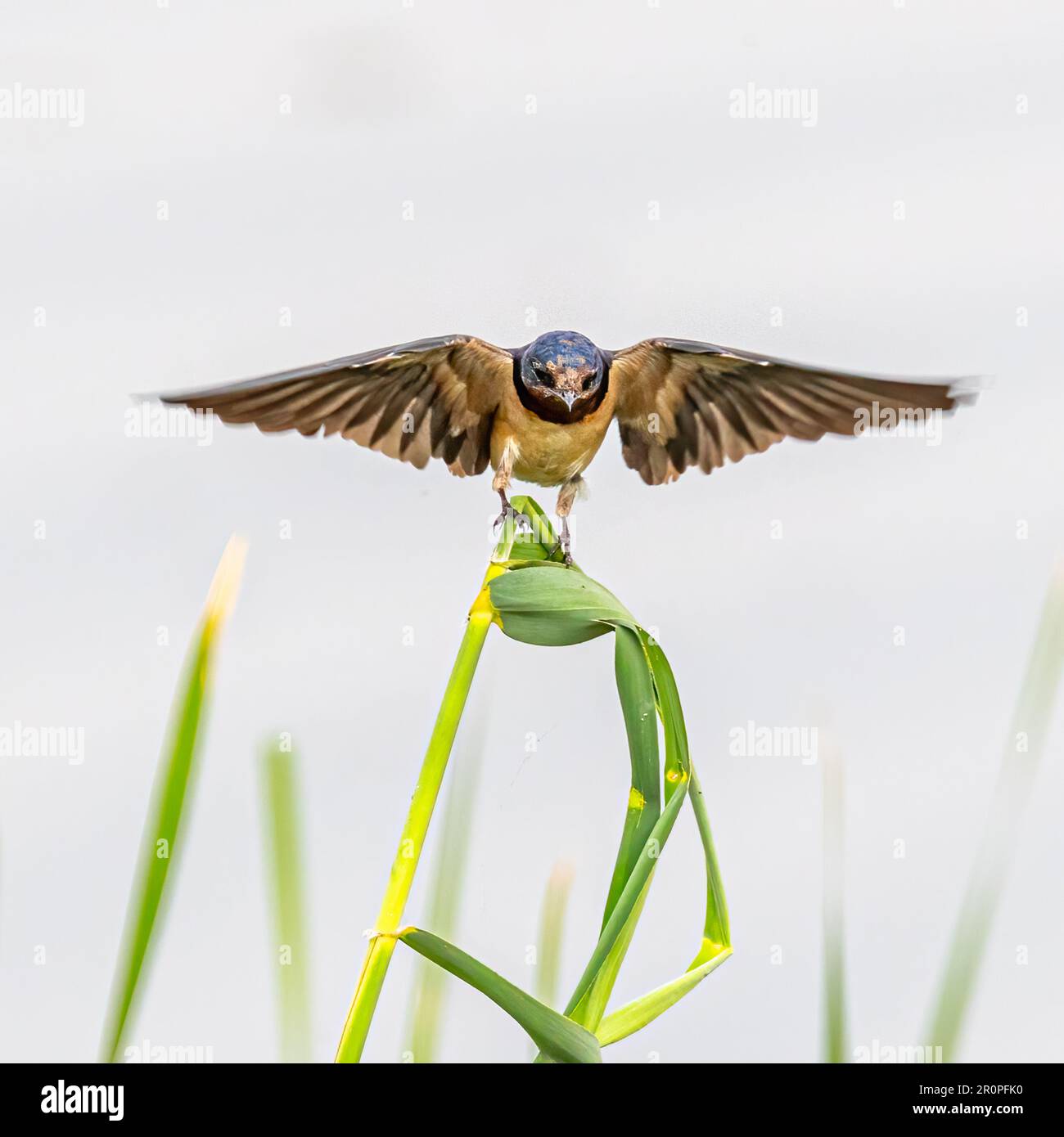 A Barn Swallow with horizontal wings Stock Photo - Alamy