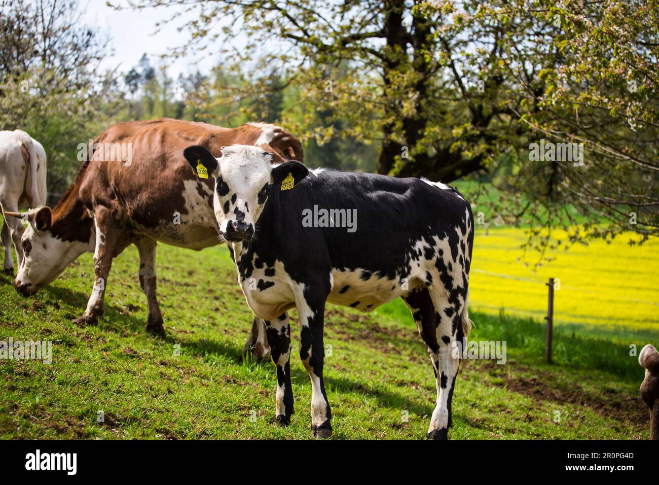 Cow of the breed Ansbach-Triesdorf cattle (Ansbach-Triesdorfer Tiger ...