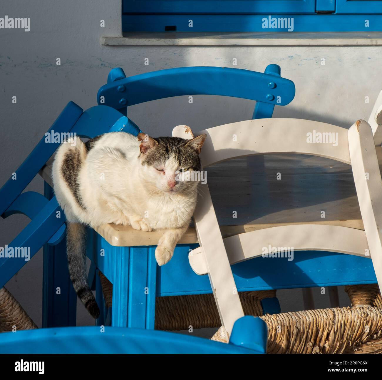 Cat sitting on table in Greek taverna, Mochlos, Crete Stock Photo - Alamy
