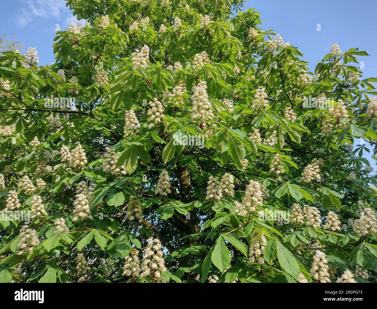 Flowering wild chestnut tree. Aesculus hippocastanum Stock Photo - Alamy
