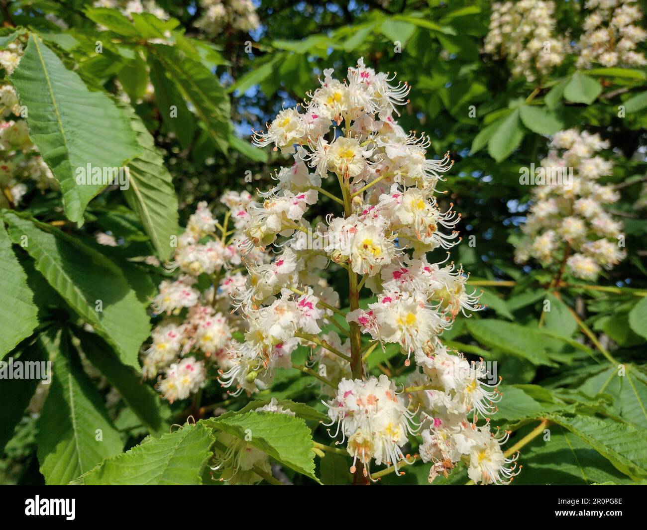 Flowering wild chestnut tree. Aesculus hippocastanum Stock Photo - Alamy