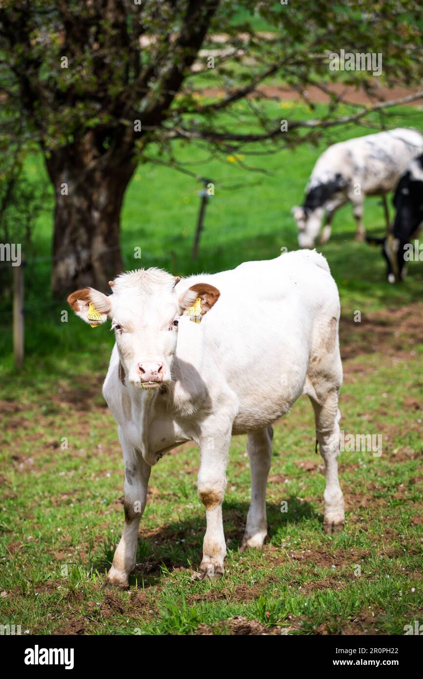 Calf of the cattle breed Simmental Fleckvieh (Simmentaler Rind Stock ...