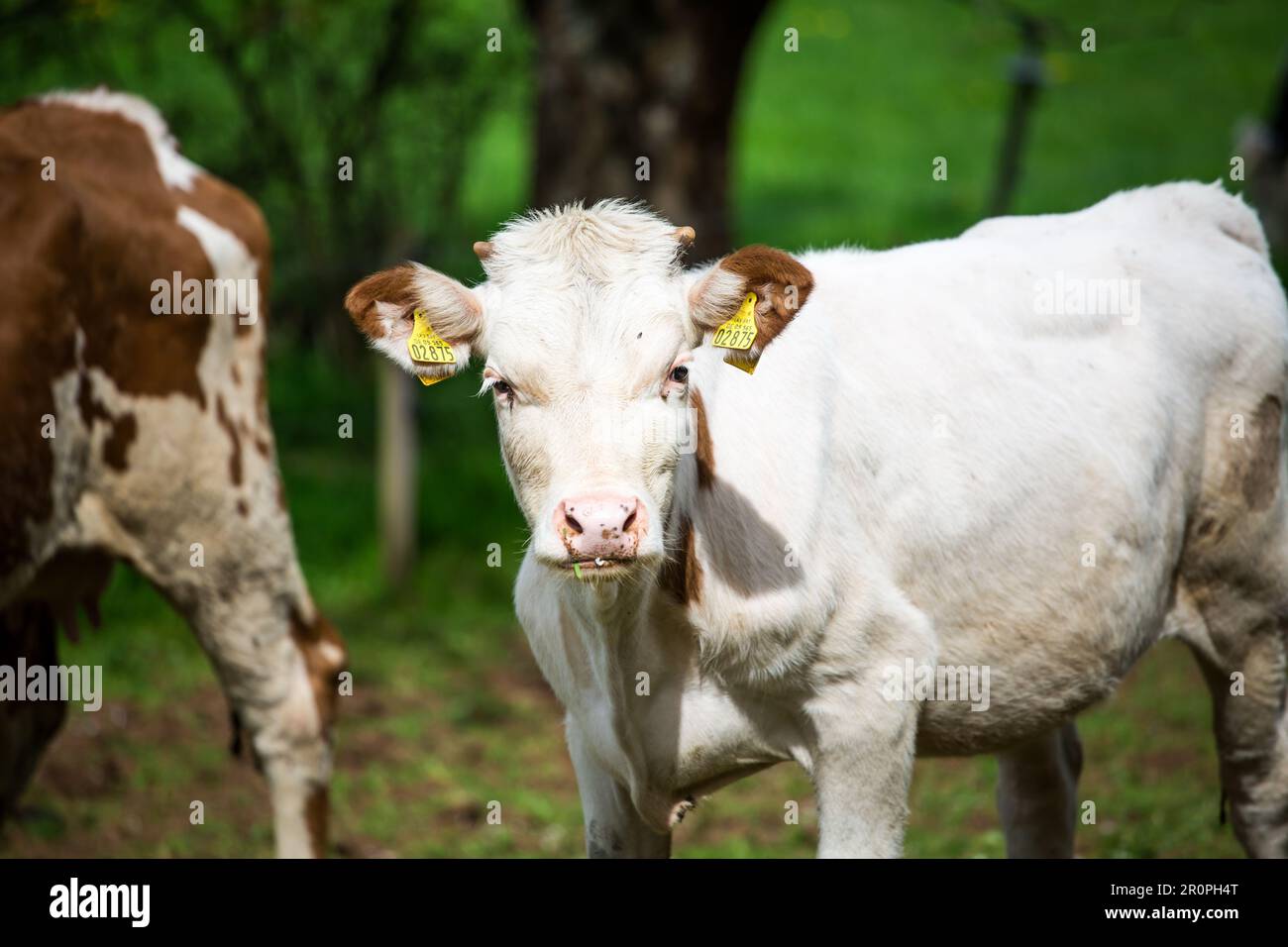 Calf of the cattle breed Simmental Fleckvieh (Simmentaler Rind Stock ...