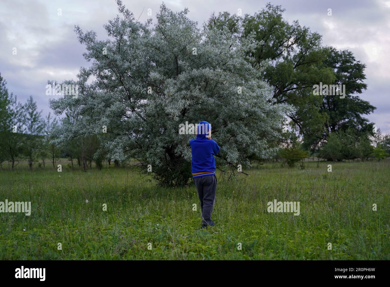 A lonely teenager against the background of a huge tree, rear view ...