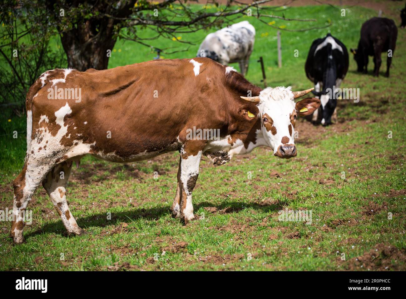 Cow of the breed Ansbach-Triesdorf cattle (Ansbach-Triesdorfer Tiger ...