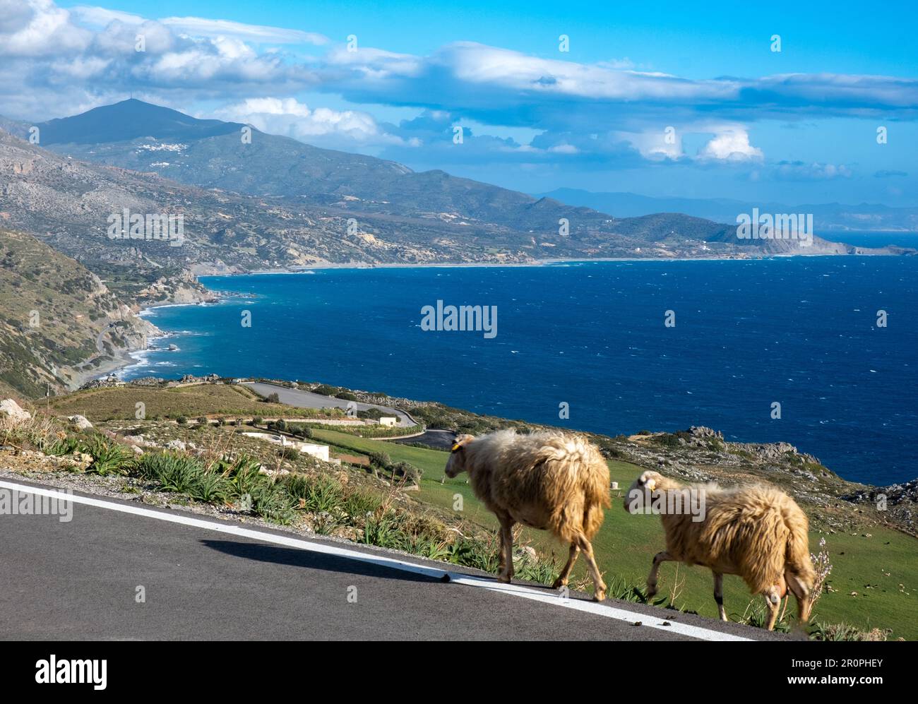 Sheep walking along country road in Crete, Greece Stock Photo - Alamy