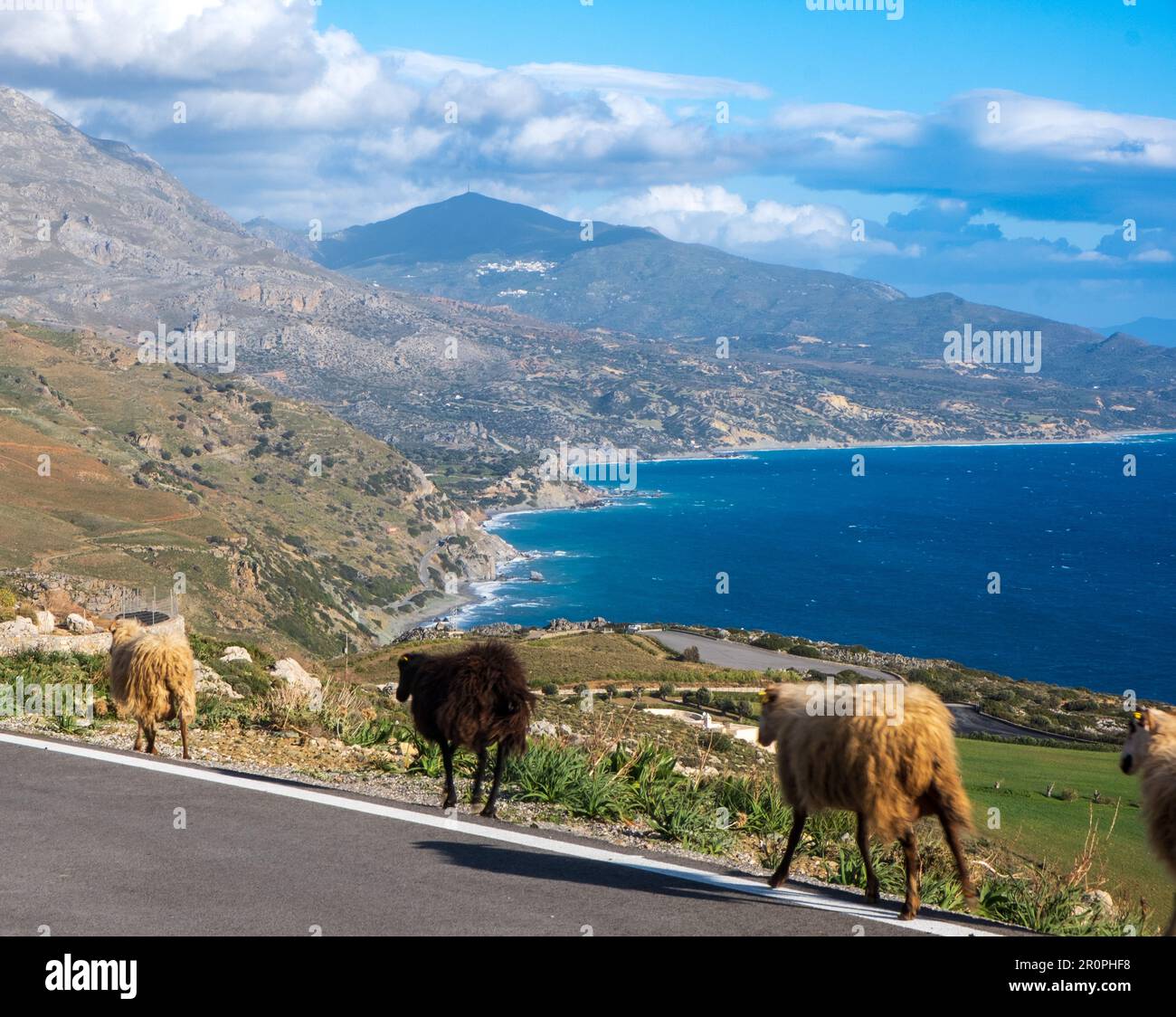 Sheep walking along country road in Crete, Greece Stock Photo - Alamy