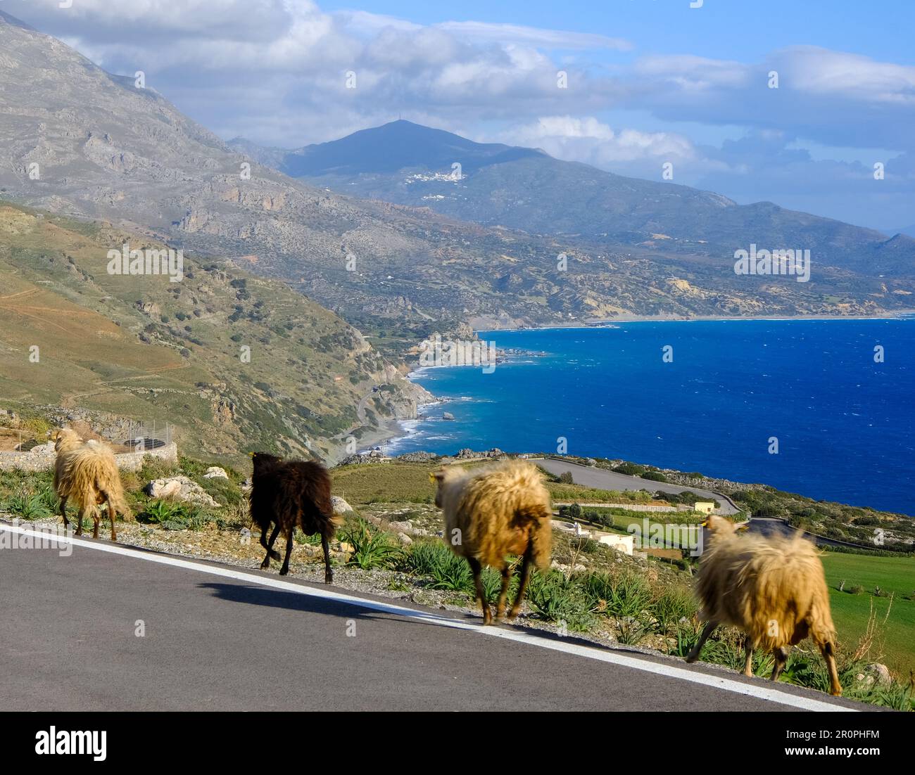 Sheep walking along country road in Crete, Greece Stock Photo - Alamy