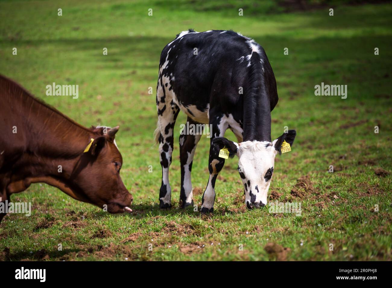 Cow of the breed Ansbach-Triesdorf cattle (Ansbach-Triesdorfer Tiger ...