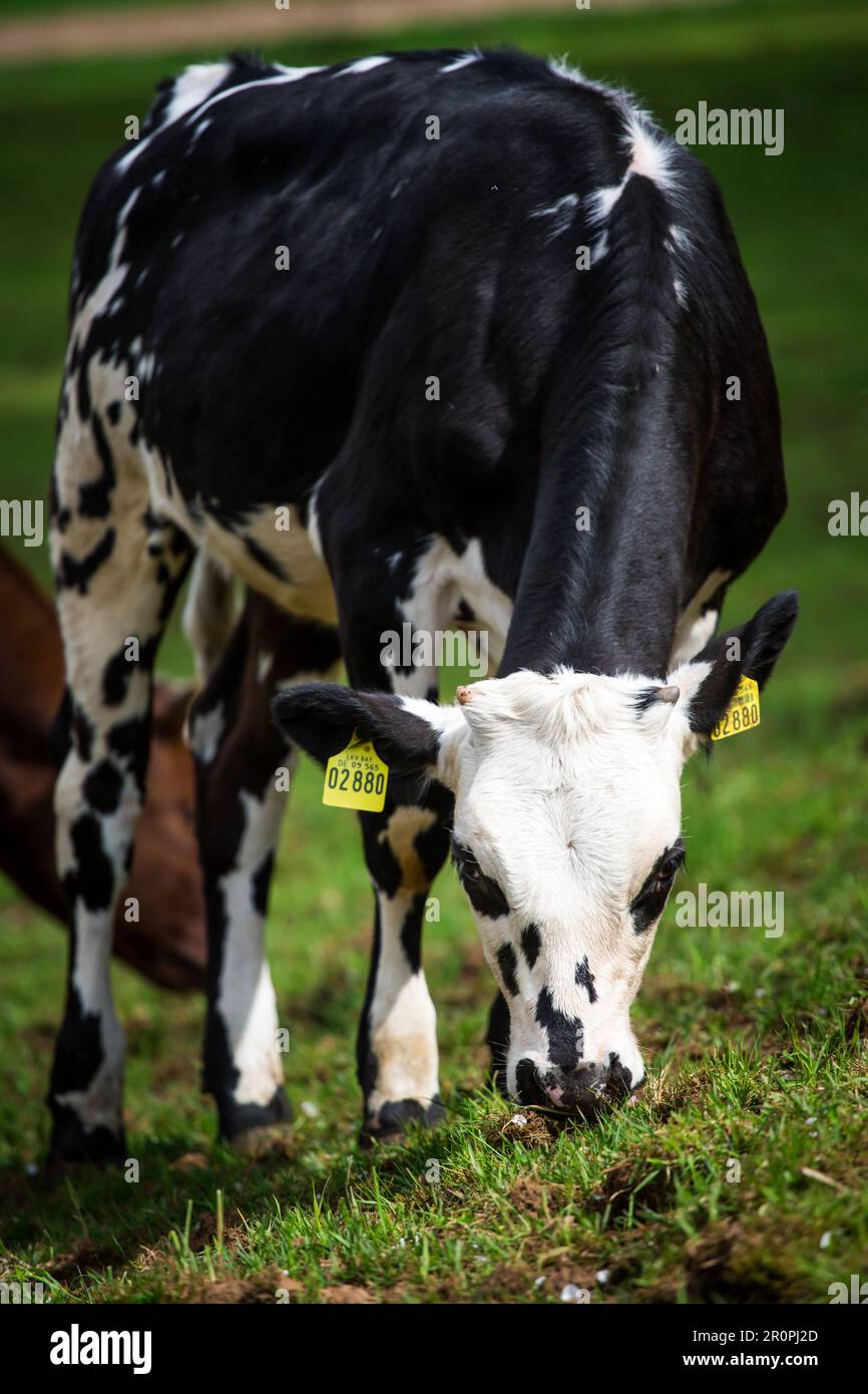 Cow of the breed Ansbach-Triesdorf cattle (Ansbach-Triesdorfer Tiger ...