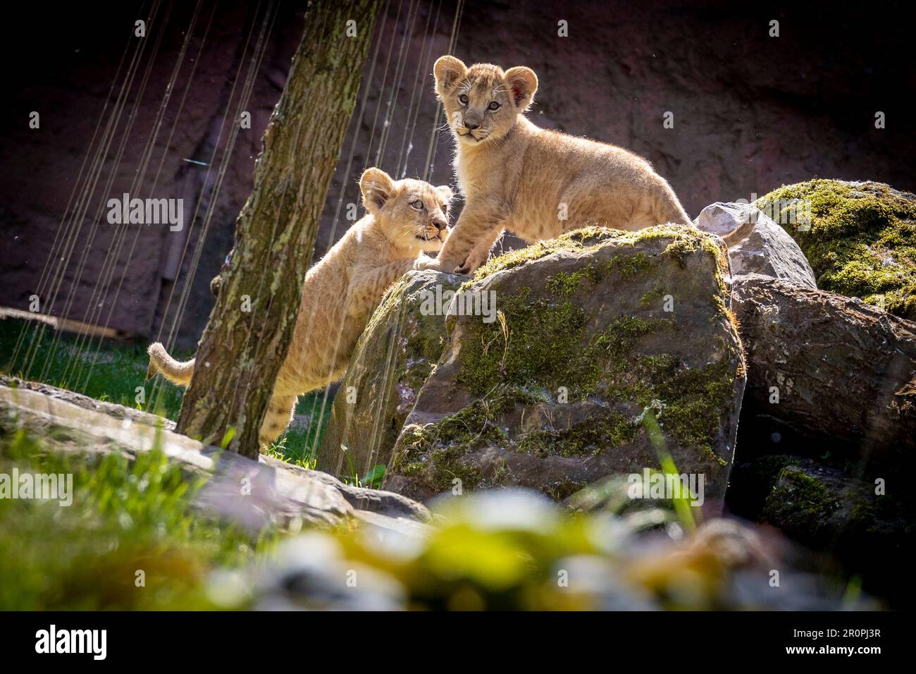 Hanover, Germany. 09th May, 2023. Two young Barbary lions are out and ...