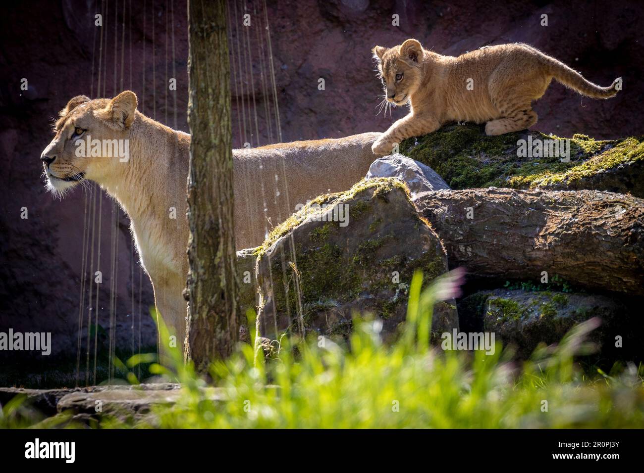 Hanover, Germany. 09th May, 2023. A young Barbary lion is out and about ...