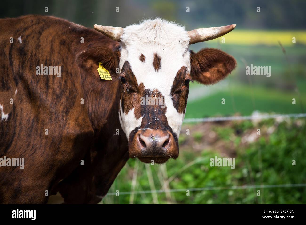 Cow of the breed Ansbach-Triesdorf cattle (Ansbach-Triesdorfer Tiger ...