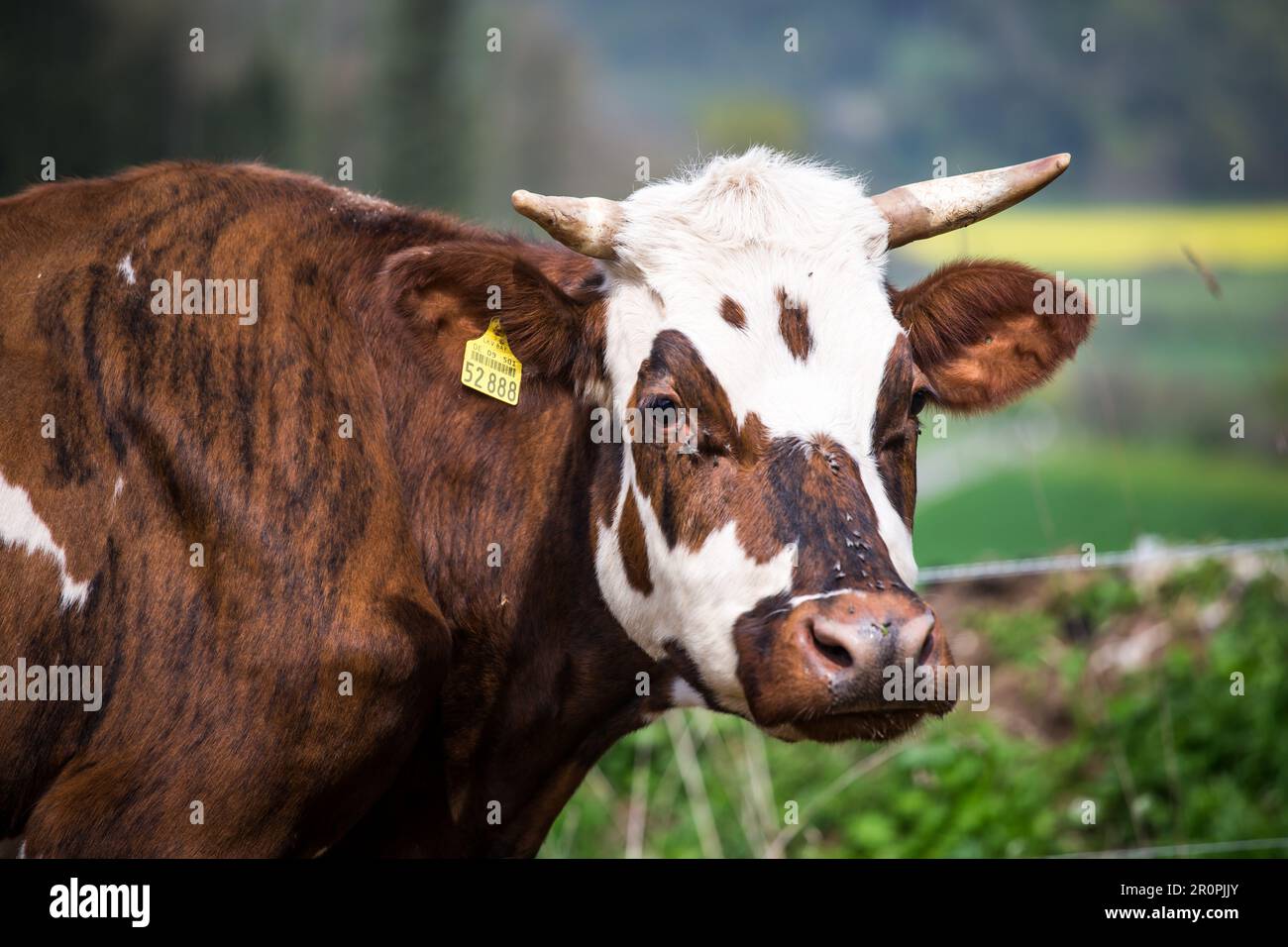 Cow of the breed Ansbach-Triesdorf cattle (Ansbach-Triesdorfer Tiger ...