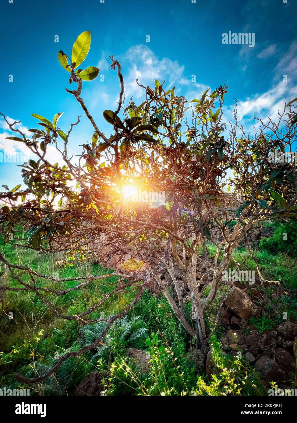 A peaceful outdoor scene of a sunlit tree in the middle of a lush ...