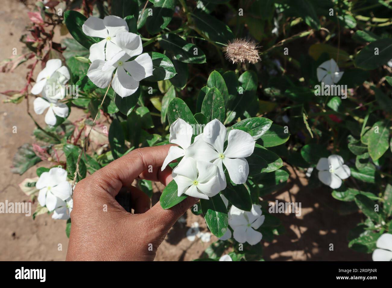 Vinca Rosea Whole Plant