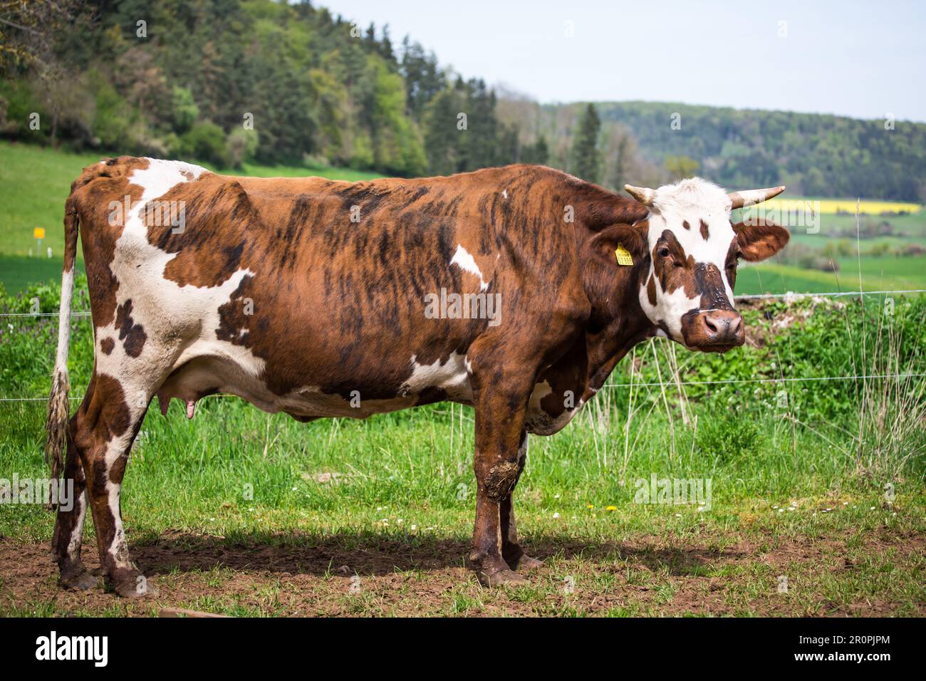 Cow of the breed Ansbach-Triesdorf cattle (Ansbach-Triesdorfer Tiger ...