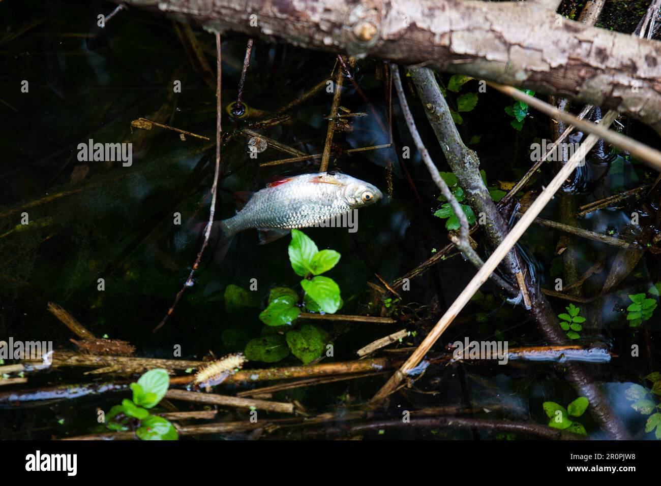 Dead fish on the water surface of a pond, environment disaster, damage ...